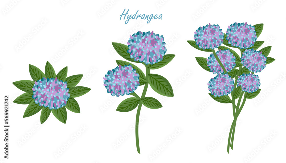 Hydrangea flower set. Floral plants with blue blooms. Botanical vector ...