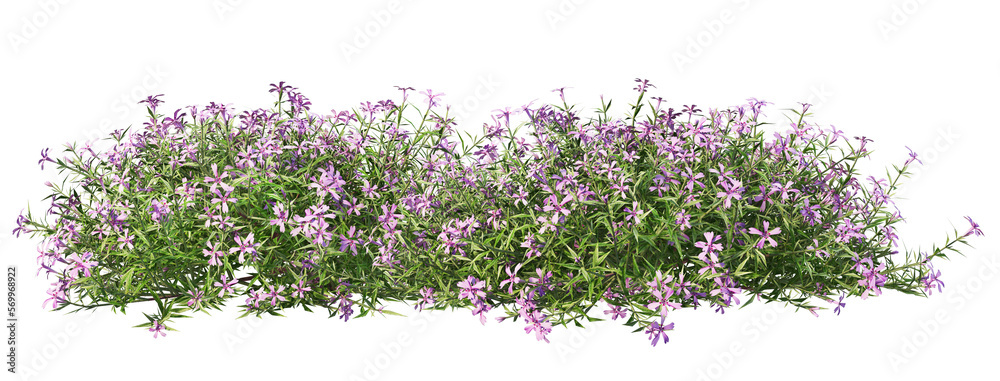 Flowers and shrubs in the garden on a transparent background. Stock ...
