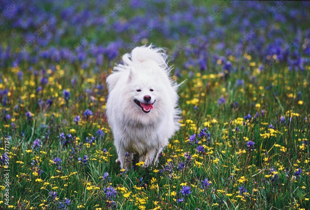 Samoyed sprinting in the field Stock Photo | Adobe Stock