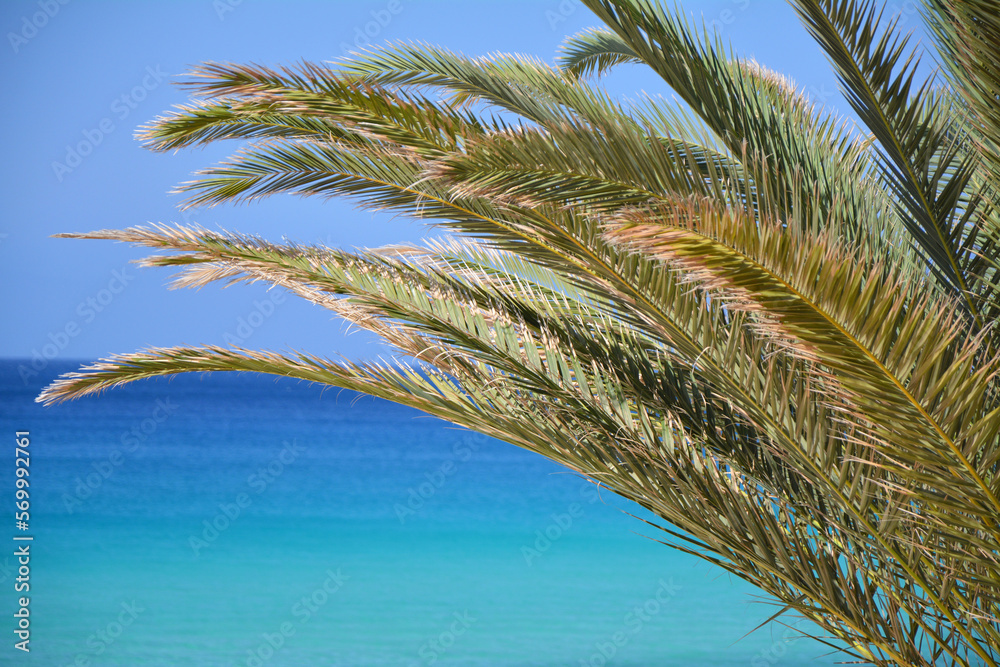 Palm tree leaves and blue ocean background. Atlantic Ocean ...