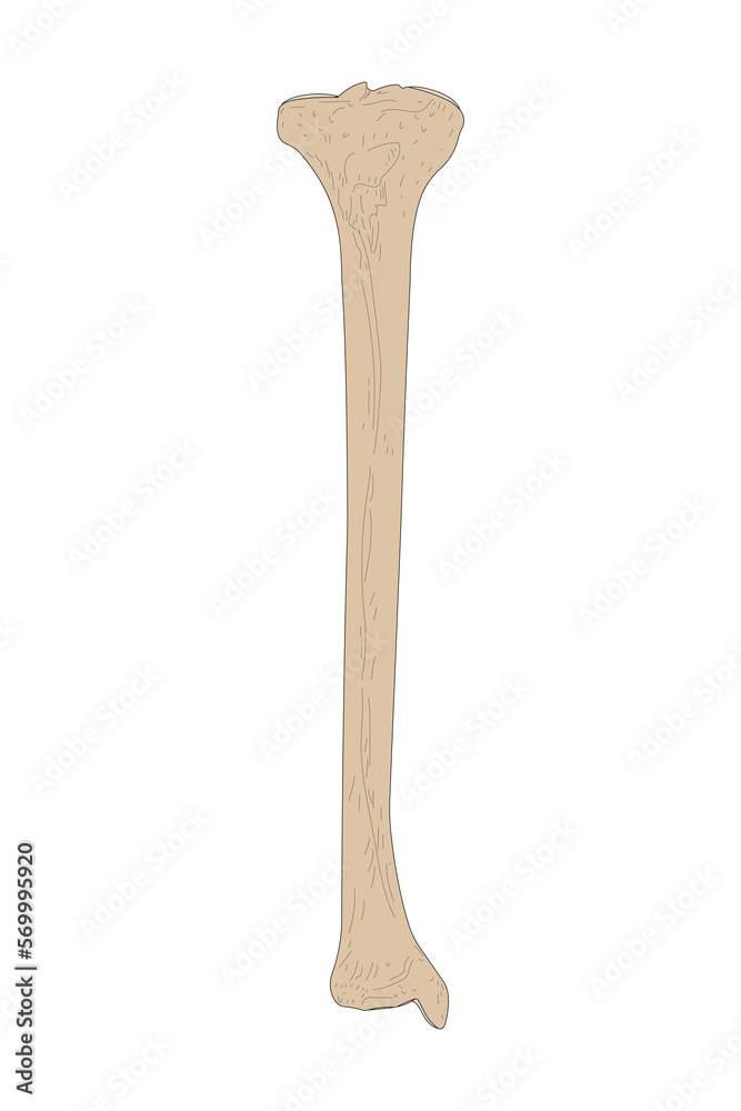 The Tibia of the Right Leg. Anterior (ventral) view. Stock Illustration ...