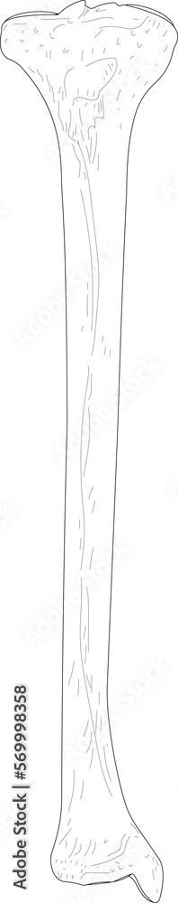 The Tibia of the Right Leg. Anterior (ventral) view. Black and white ...