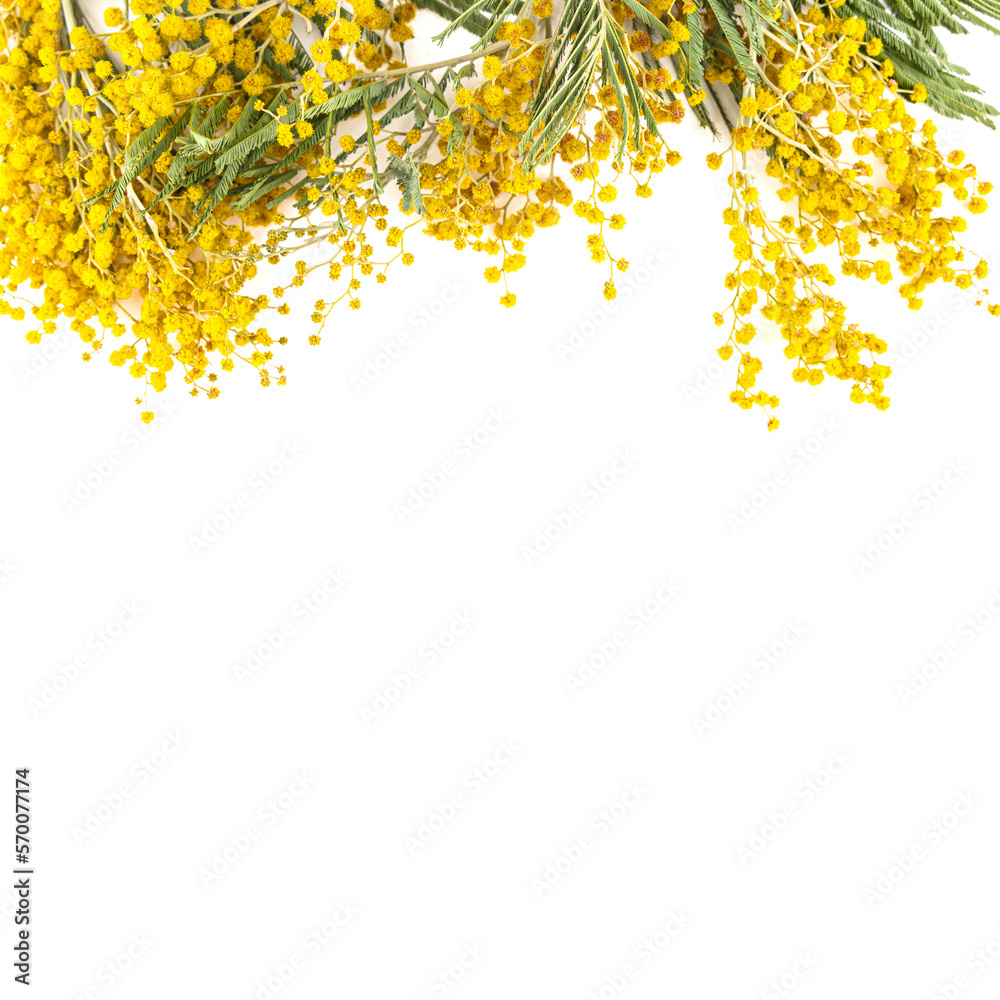 Mimosa flowers frame, border with copy space on white background ...