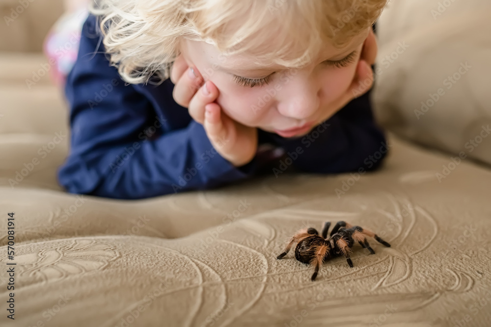 The tarantula tarantula is home as a pet. The child studies spiders. A ...