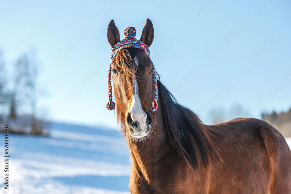Foto de Cute and funny portrait of a brown arab x berber horse wearing ...