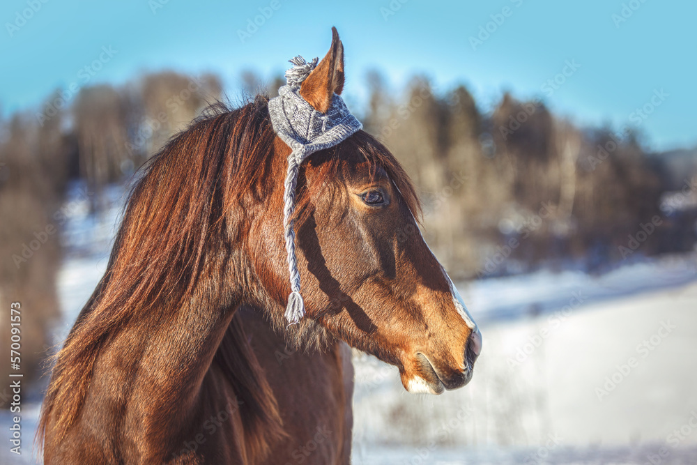 Cute and funny portrait of a brown arab x berber horse wearing a woolly ...