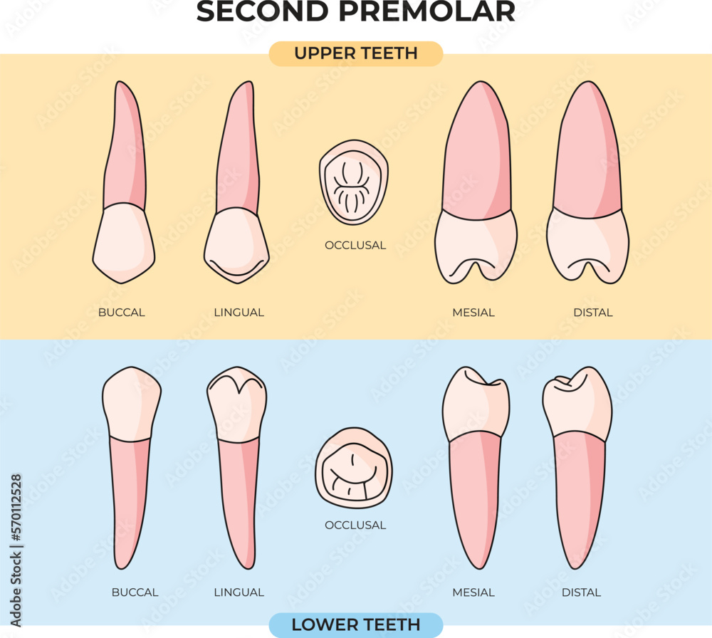 upper and lower Second Premolar teeth in various angles that can be ...