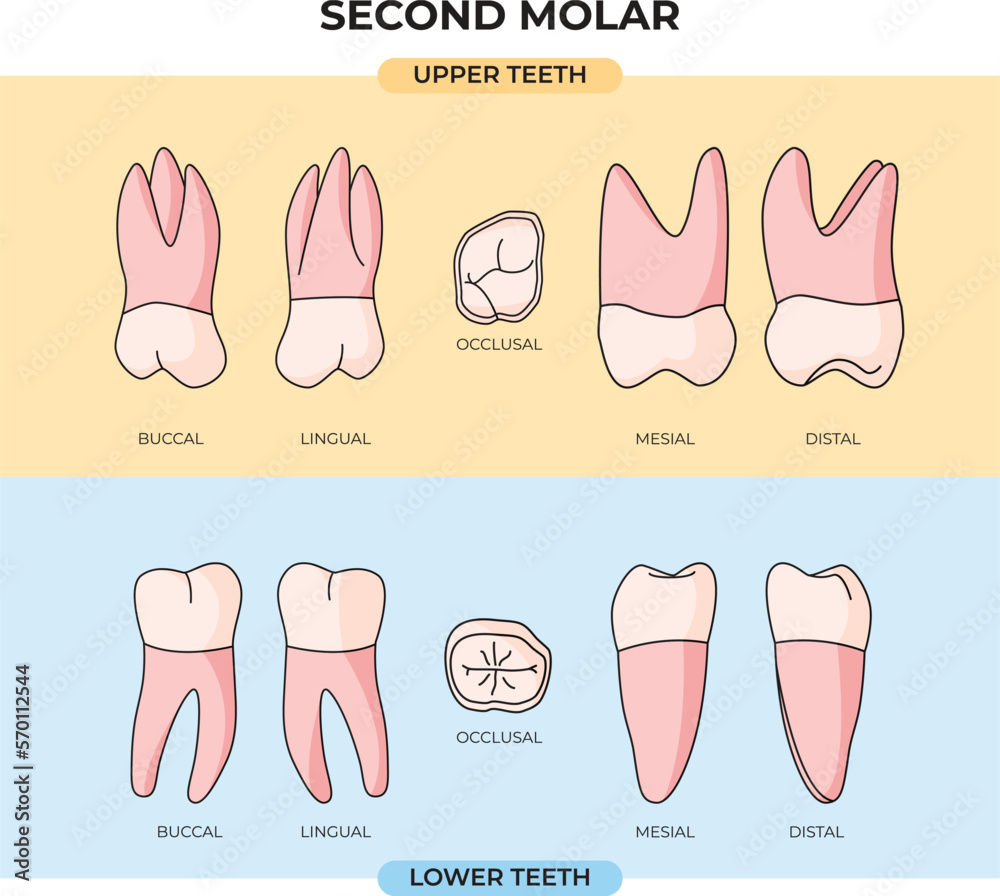 collection of upper and lower Second Molar tooth anatomy in various ...