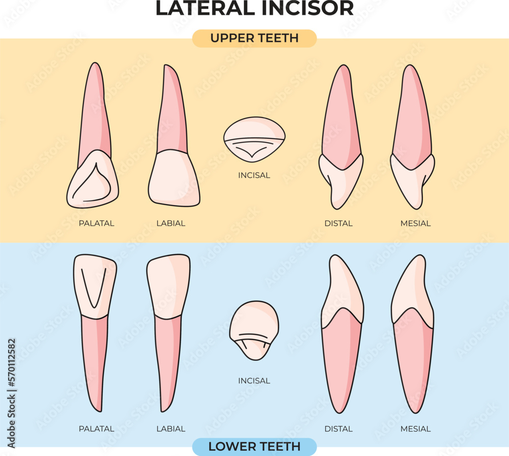 Anatomy set of upper and lower lateral incisor teeth from various ...