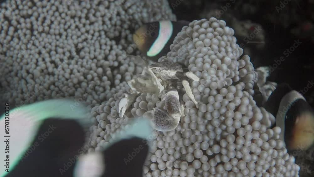 The porcelain crab sits on an anemone at night. He catches plankton ...