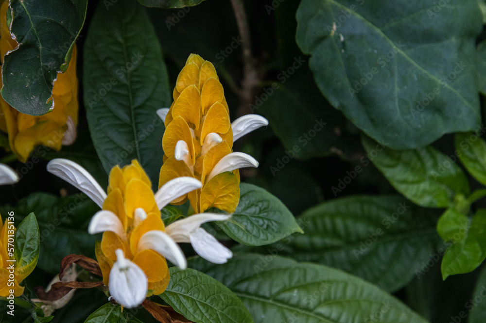Flor Pachystachys lutea Nees 1847, conocida como choclo de oro o ...