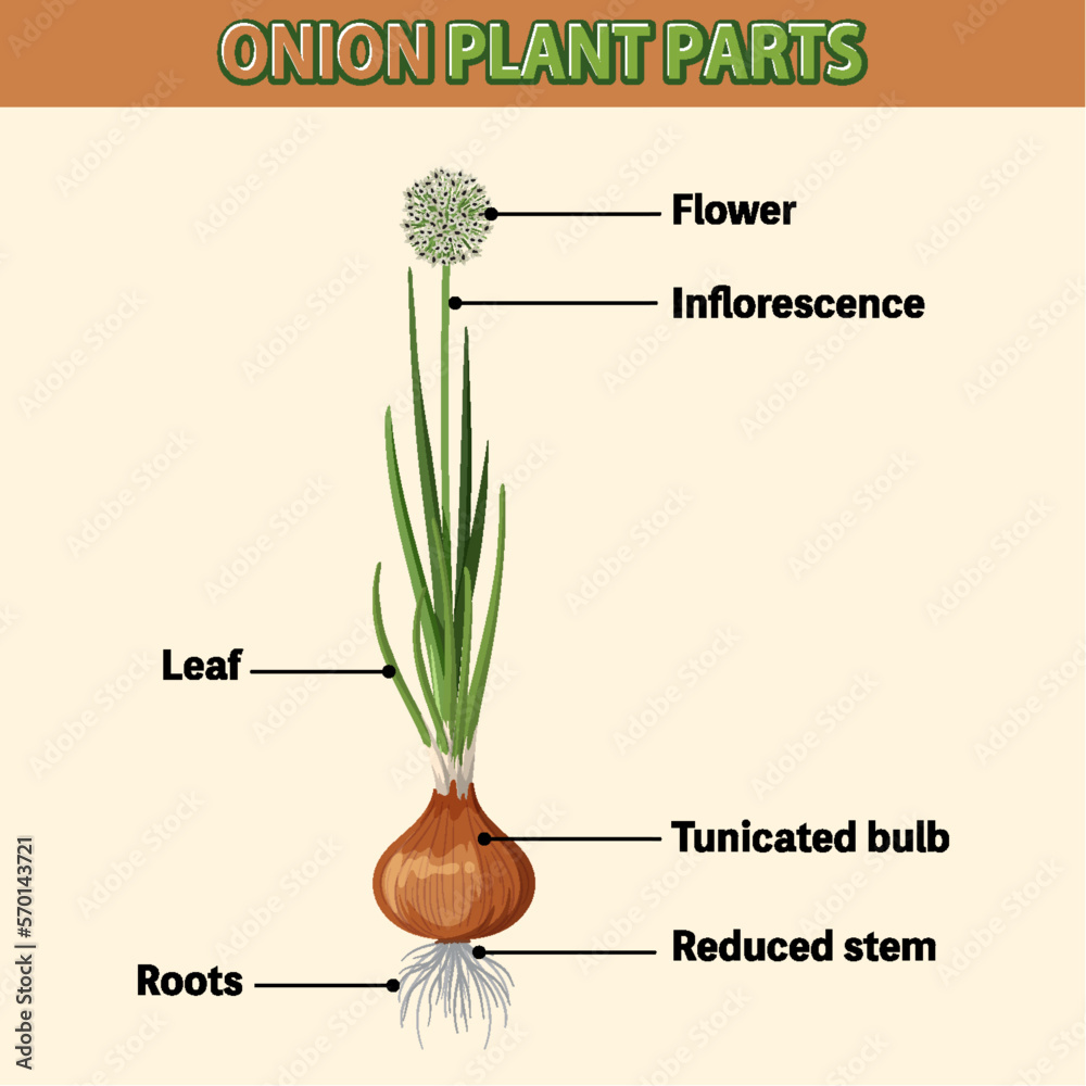 Diagram showing parts of onion Stock Vector | Adobe Stock