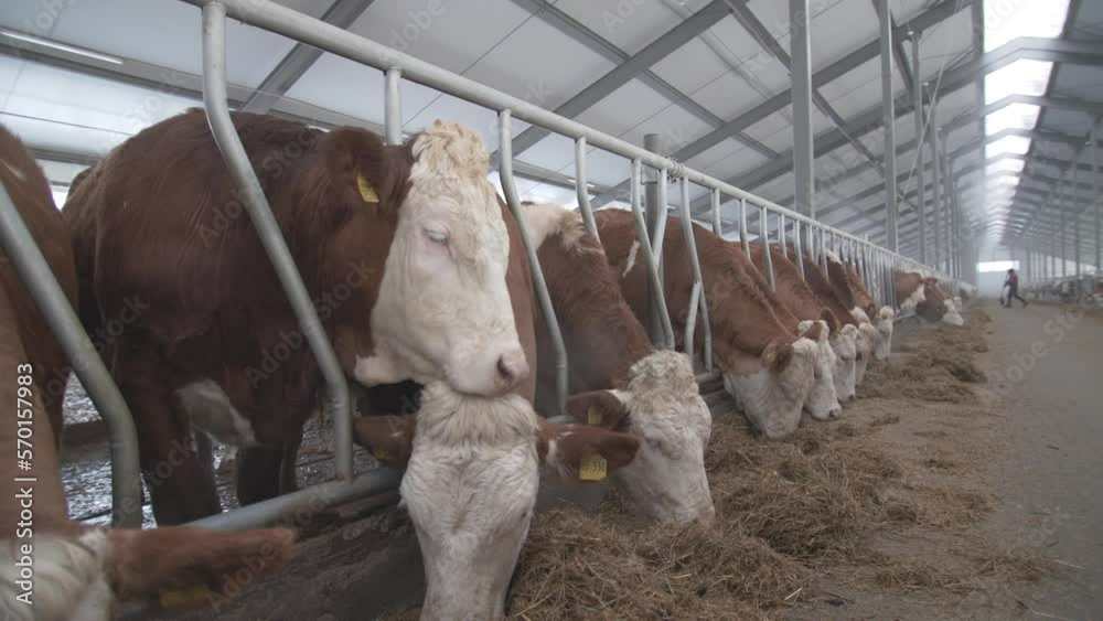 Vidéo Stock This stock video shows a farm breeding Simmental breed of ...