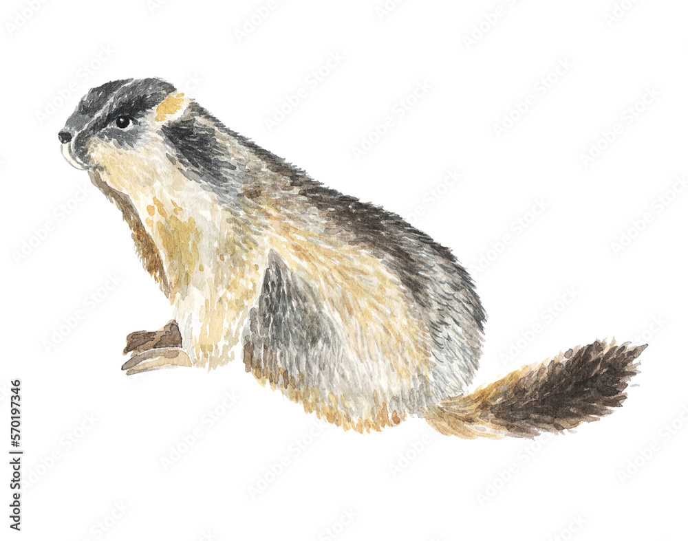 groundhog watercolor hand painting illustration animal on isolated ...