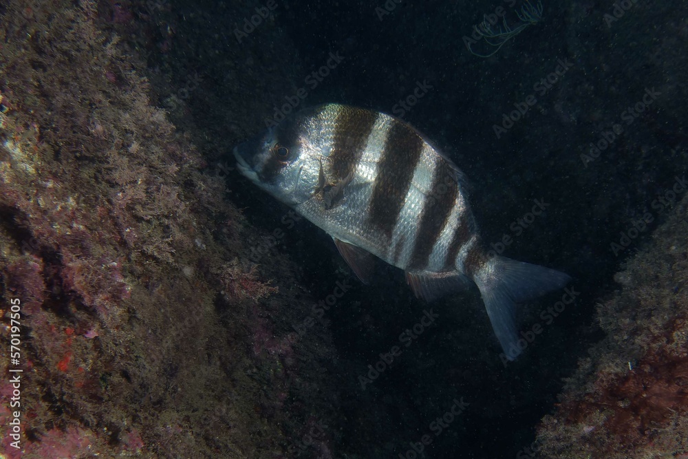 Zebra sea bream (Diplodus cervinus) in Mediterranean Sea Stock Photo ...