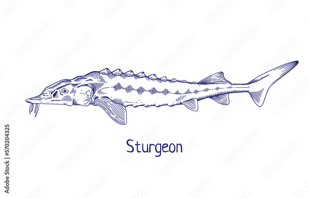 Sturgeon, vintage drawing. Outlined contoured sea marine fish, ocean ...