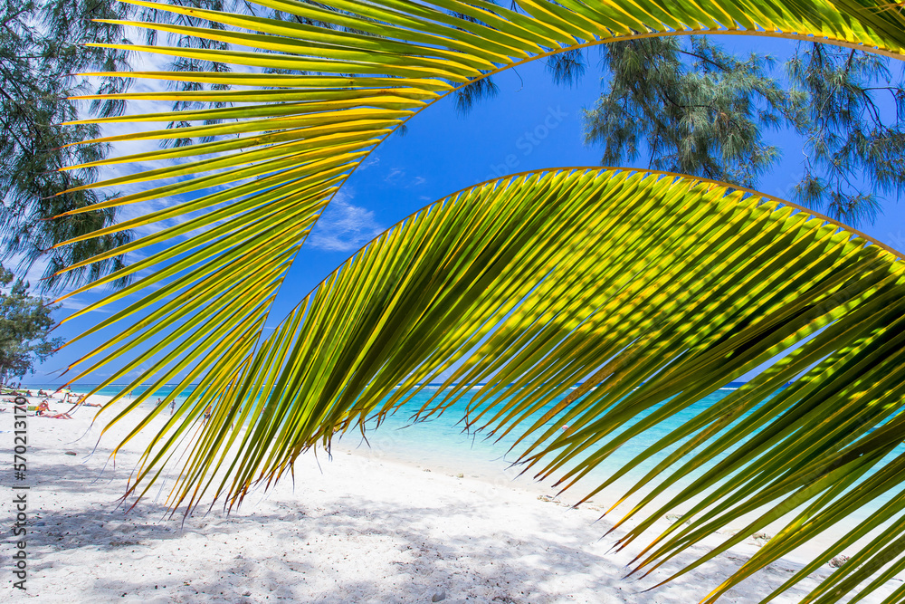 Foto de Palme éclatée sur plage de l’Hermitage, île de la Réunion do ...