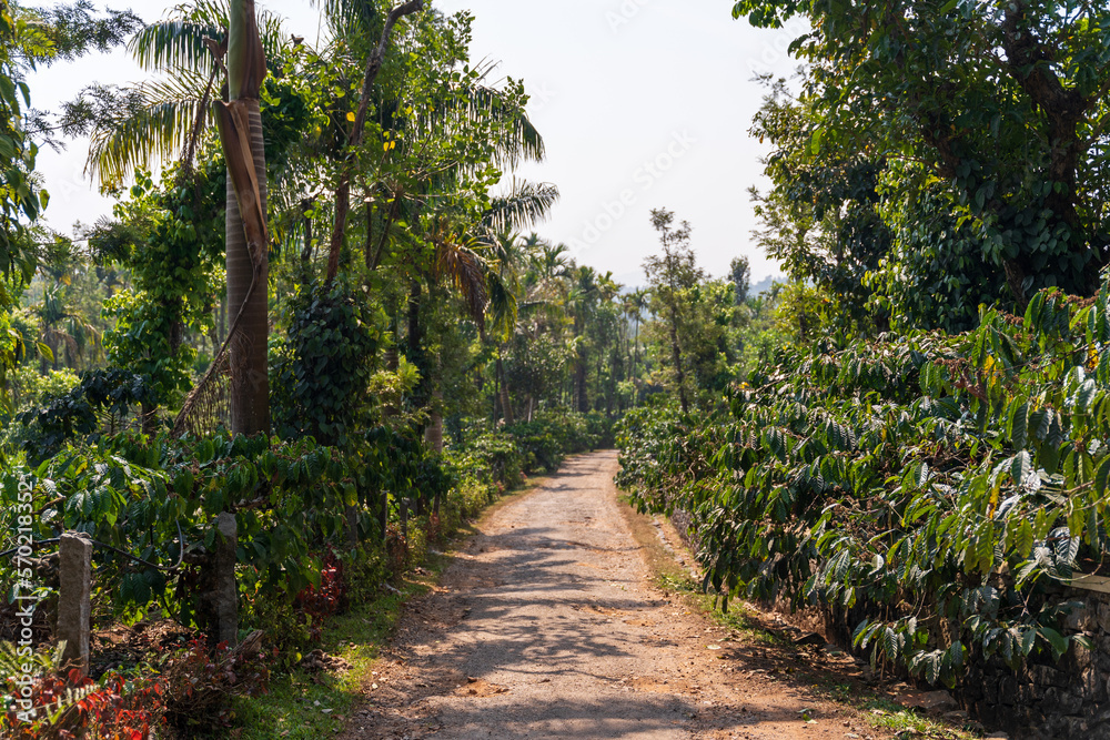 Coffee plantation in Karnataka state of India Stock Photo | Adobe Stock