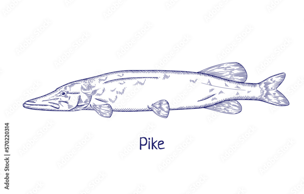 Pike, contoured outlined vintage drawing. Engraved river freshwater ...