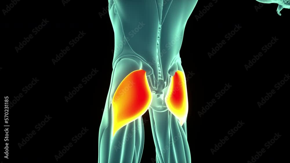 Human Muscular System Leg Muscles Gluteus Maximus Muscle Anatomy ...