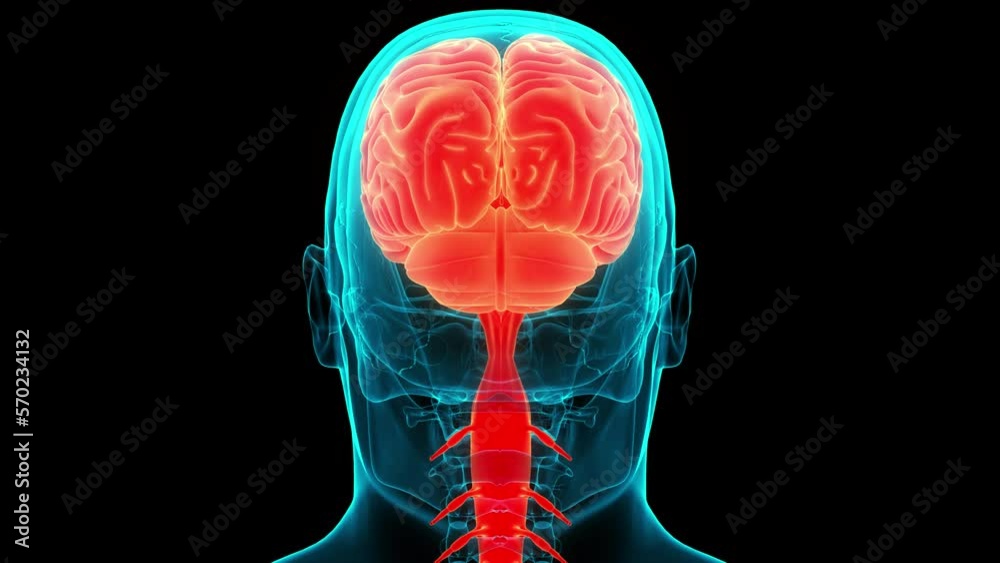 Central Organ of Human Nervous System Brain Anatomy Animation Concept ...