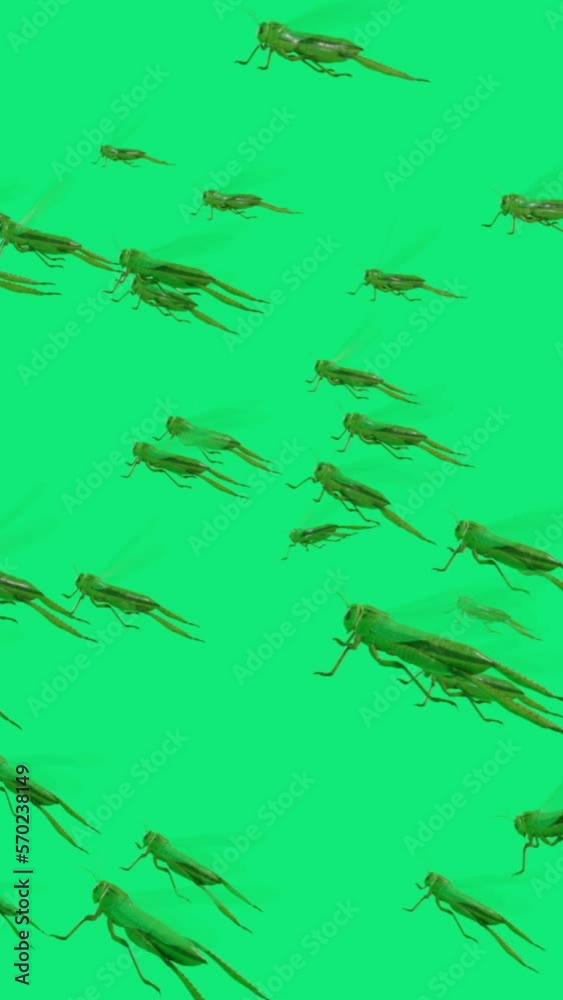 vertical video - 3D animation featuring a swarm of thousands of locusts ...