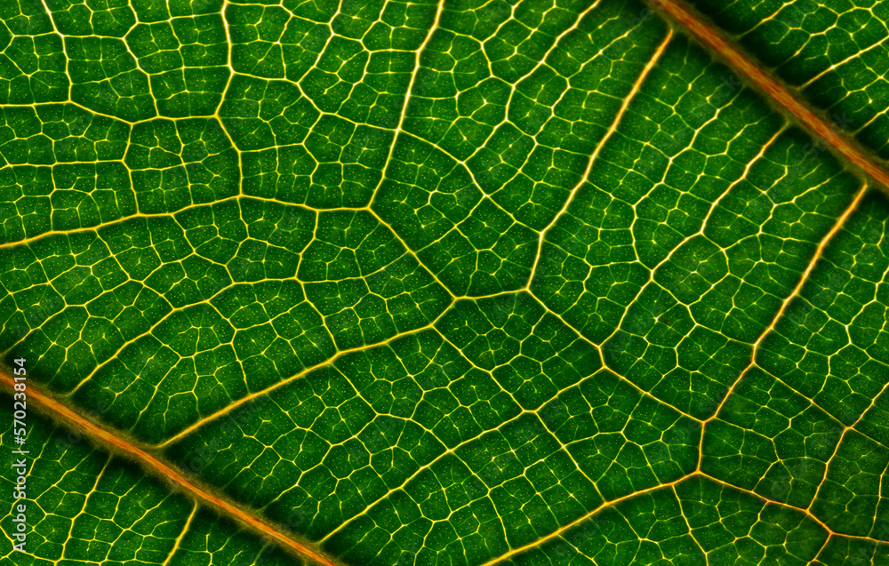 macrophotography of a tropical leaf - leaf texture, leaf background ...