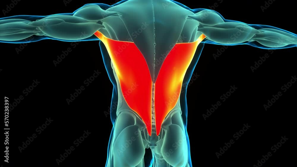 Human Muscular System Torso Muscles Latissimus Dorsi Muscle Anatomy ...