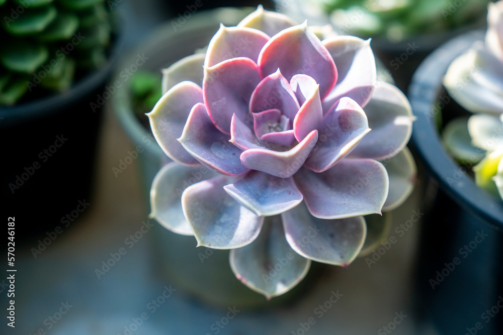 Kalanchoe blossfeldiana Poelln succulent plants are beautiful. Stock ...