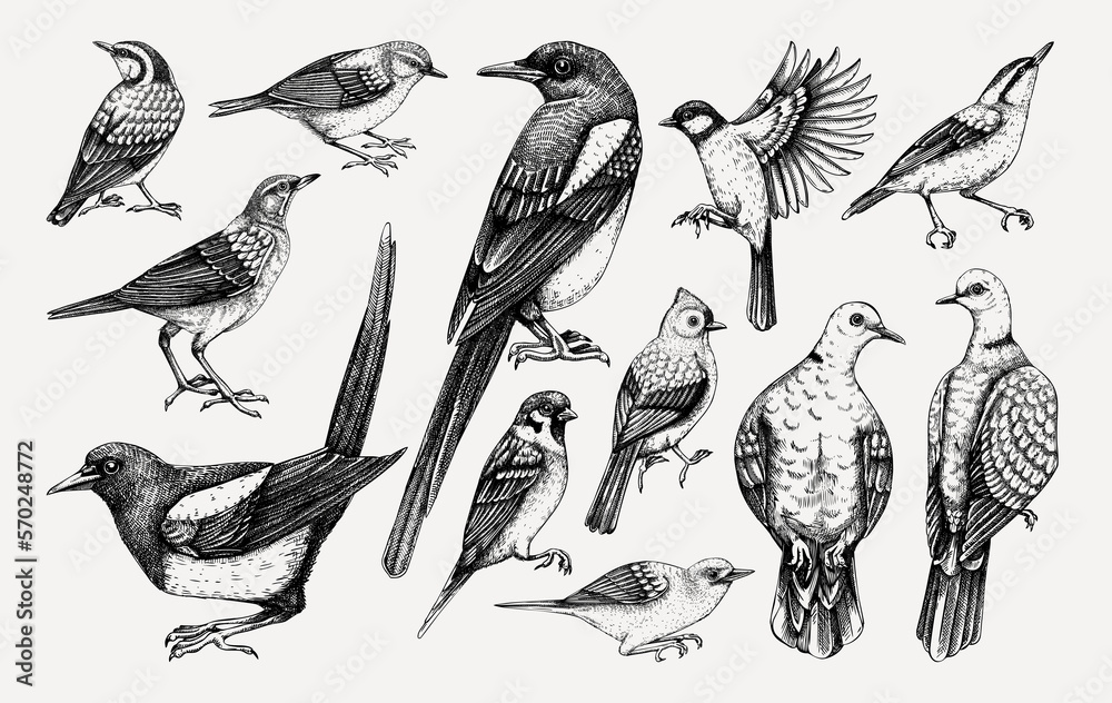 Vector collection of hand-drawn birds illustrations in engraved style ...