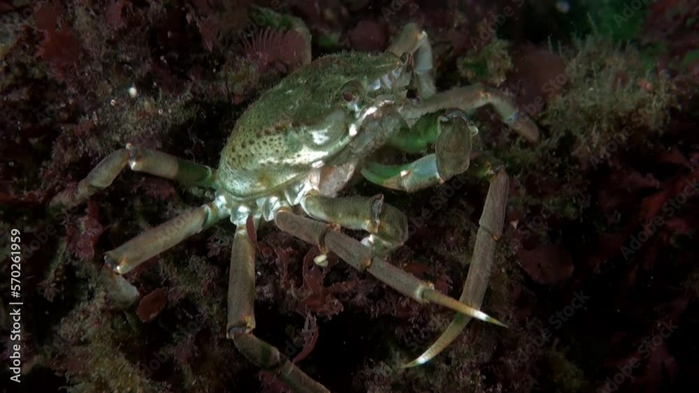 Crab close-up in crystal transparent water of Kara Sea. Macro video ...