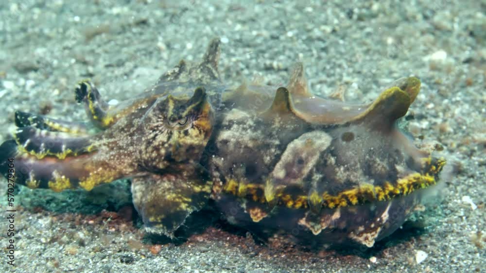 Underwater life of bright cuttlefish Metasepia pfefferi. Cuttlefish ...