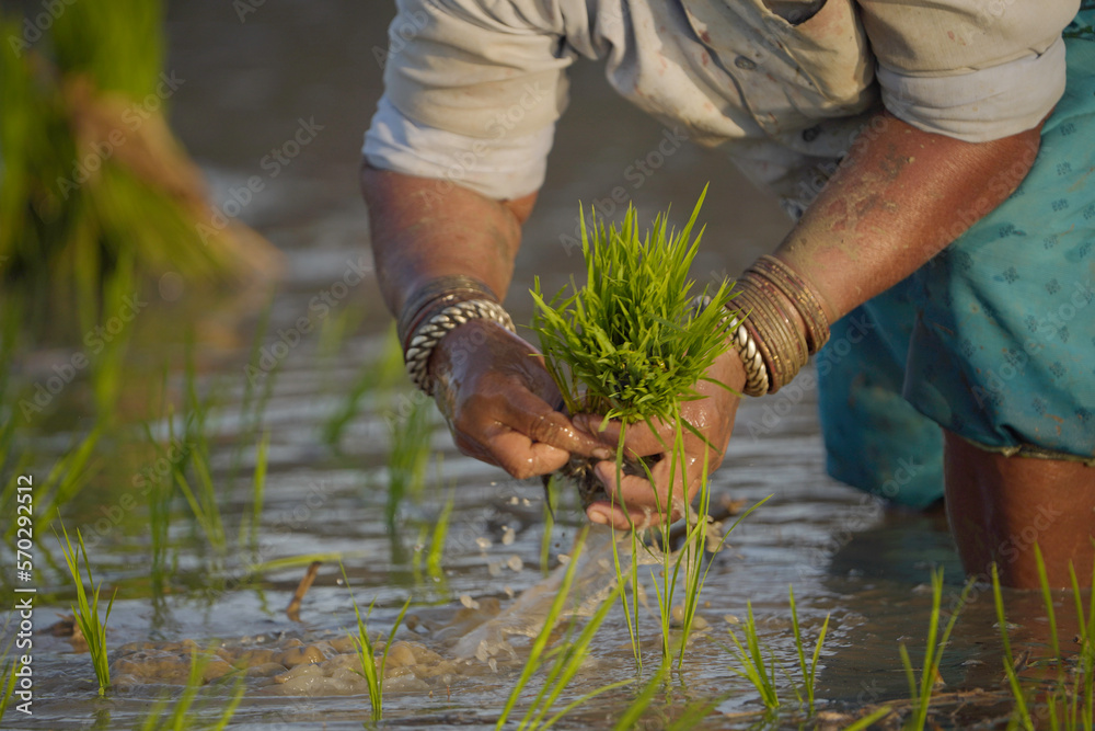indian senior lady working in a ricefield, planting rice on rice field ...