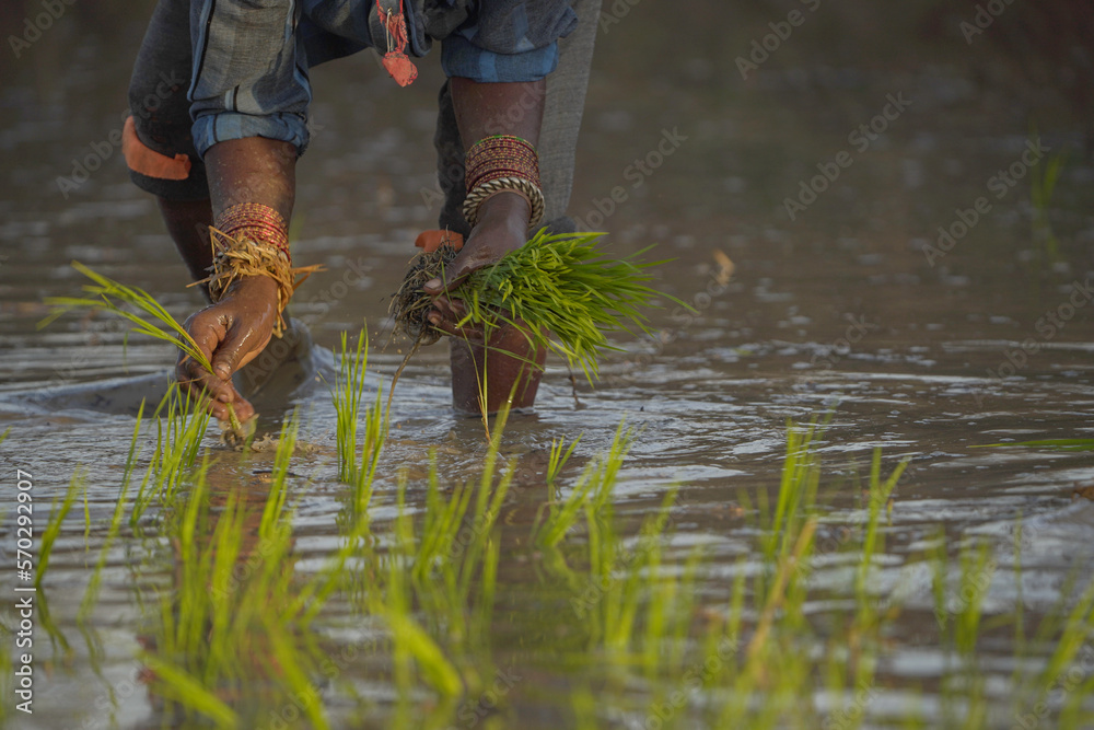indian senior lady working in a ricefield, planting rice on rice field ...