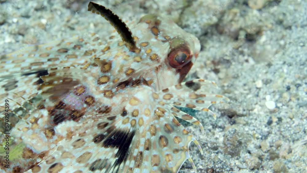 Flying gurnard Dactyloptena orientalis is species of ray-finned fish ...