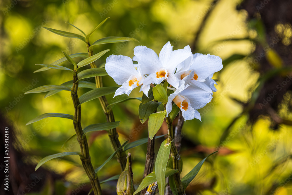 Foto de Dendrobium scabrilingue Lindl, Beautiful rare wild orchids in ...