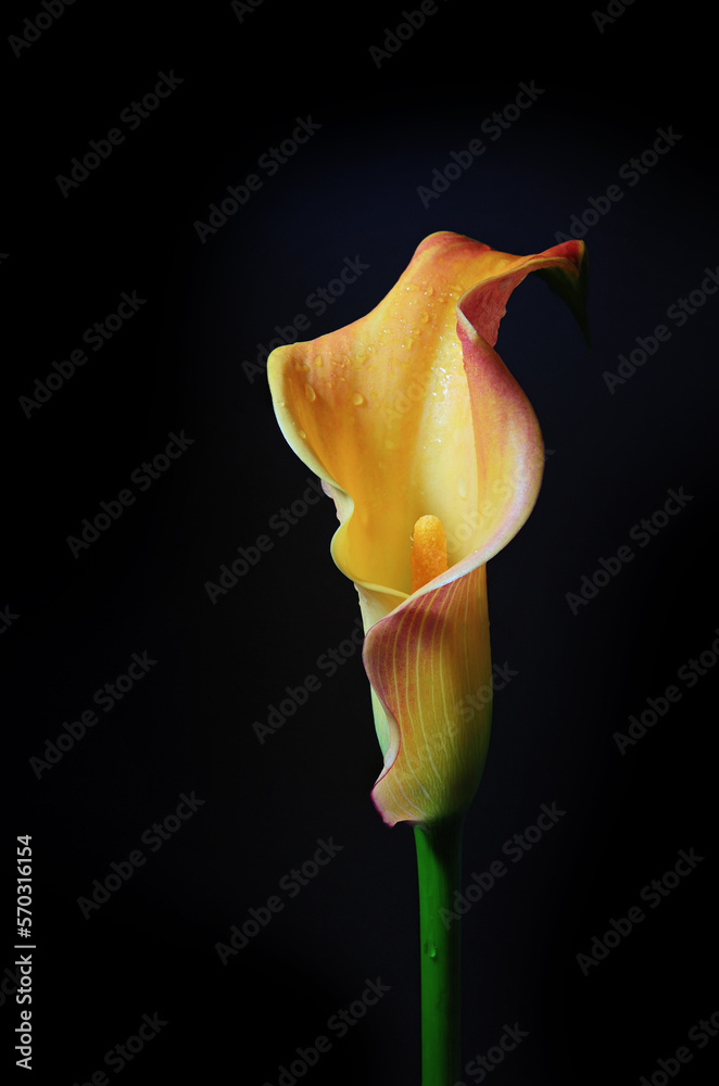 Yellow orange Calla lily (Zantedeschia), the flower head is shaped like ...