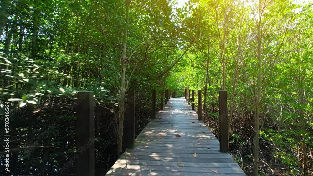 Explore the serene beauty of Thailand's mangrove forest on a wooden ...