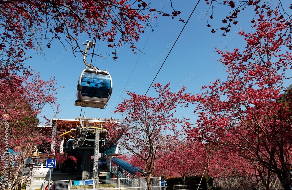 Cable cars fly over fiery cherry blossom trees (Sakura), connecting Sun ...