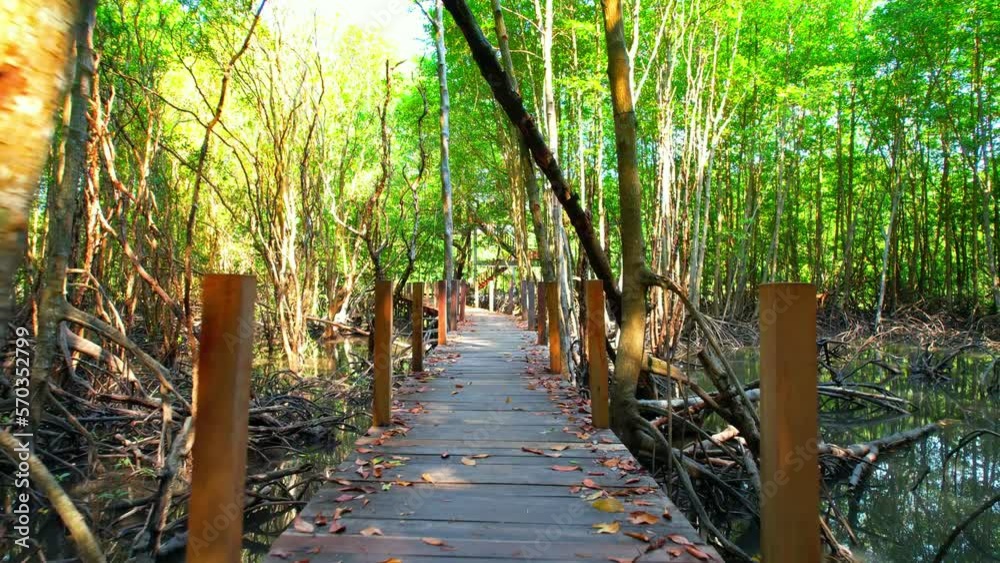 Explore the serene beauty of Thailand's mangrove forest on a wooden ...
