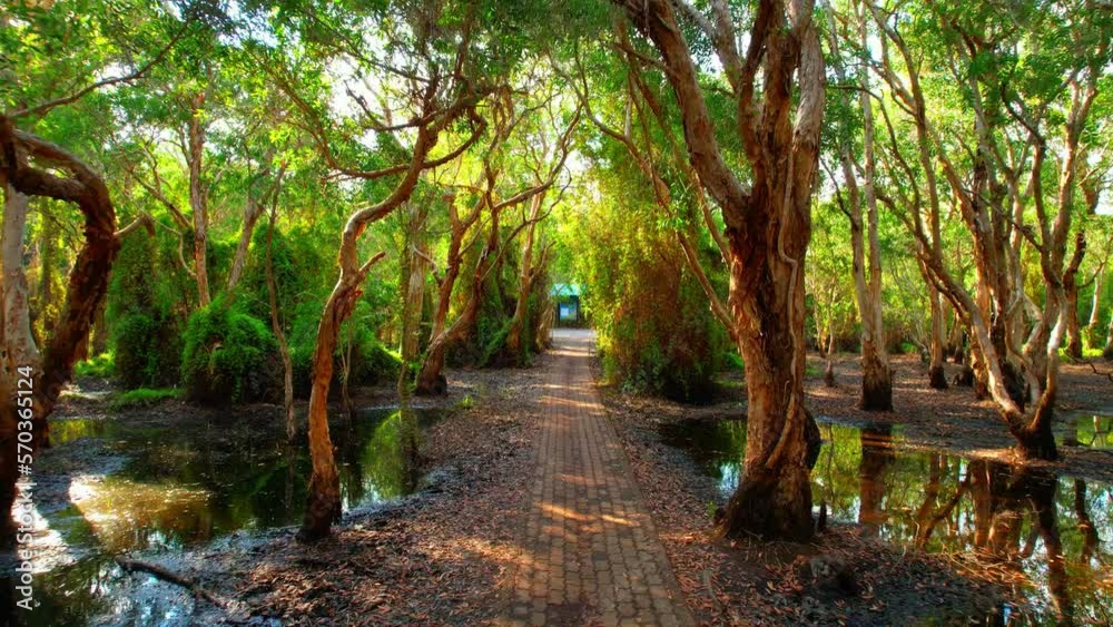 Swamp forests are humid and dense ecosystems teeming with unique plant ...
