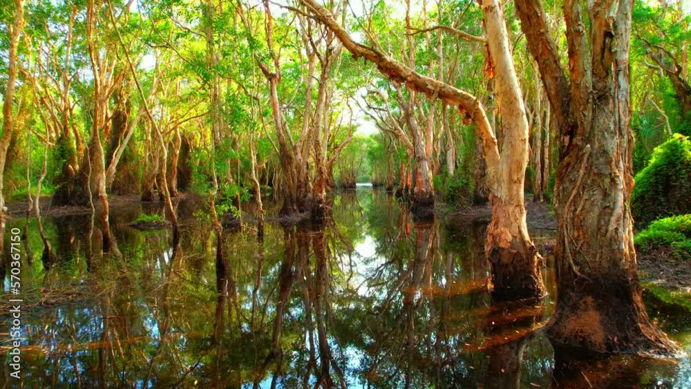 Beauty and diversity of Thailand's swamp forests (swamp trees) in ...