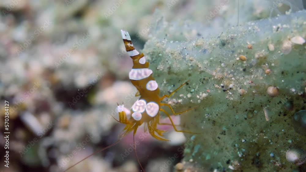 Squat shrimp, scientifically known as Thor amboinensis in underwater ...