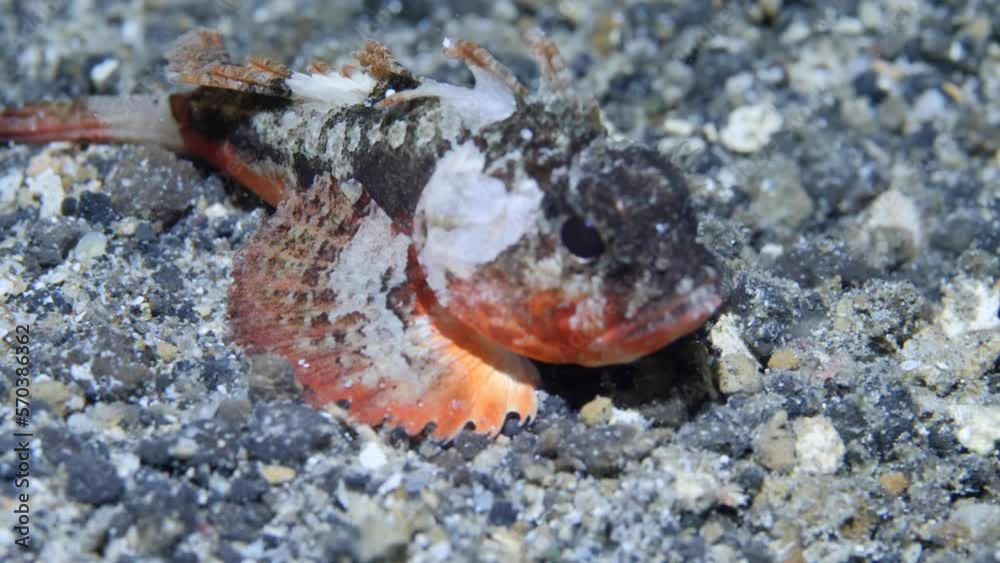Fish Black Sea Scorpion-Ruff is type of ray-finned fish on underwater ...