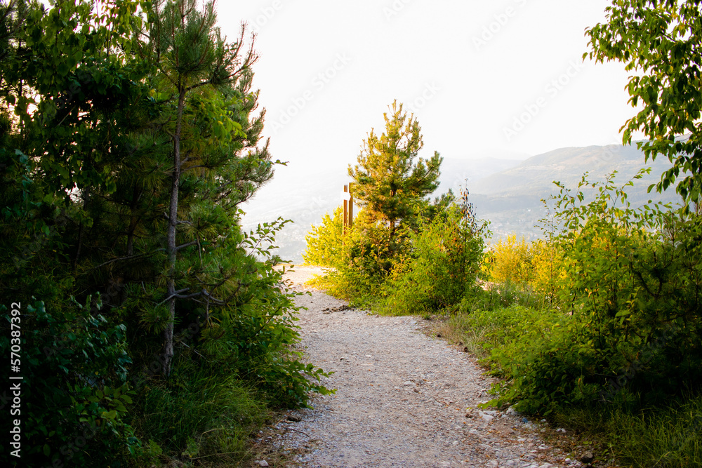 Sendero de piedra en medio del bosque con pinos y árboles a los ...