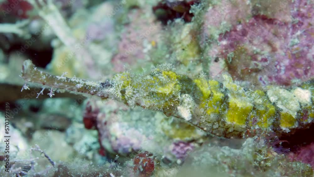 Seahorse Gasterosteiformes lives in shallow tropical waters around ...