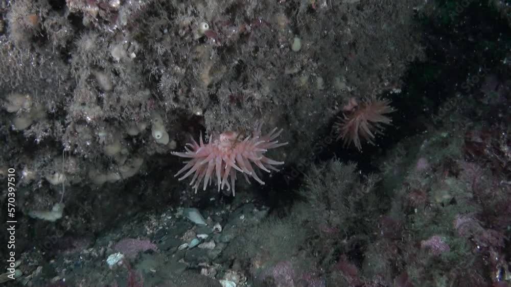 Sea anemones are fascinating underwater creatures that live in waters ...