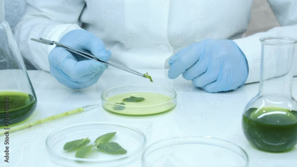 Video Stock Plant breeding. Laboratory research. Selecting the best ...