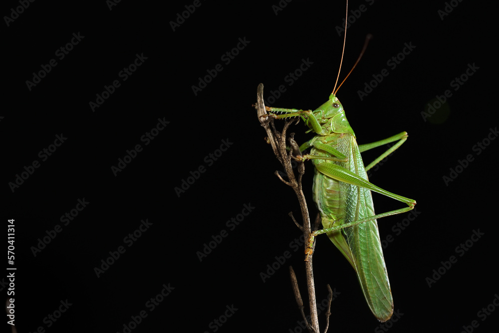 Orthoptera Tettigoniidae