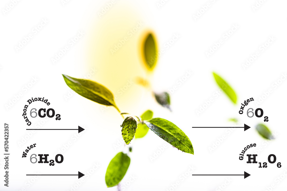 A graphical depiction of the chemical transformations that occur during ...